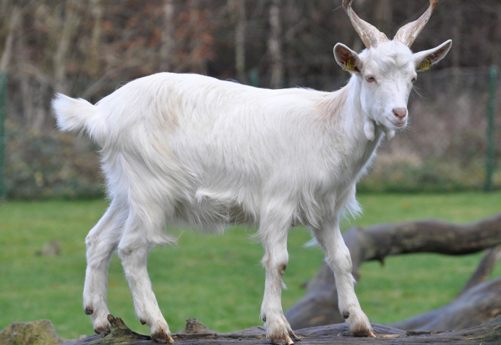 ZOO Tábor | Chráníme ohrožené druhy