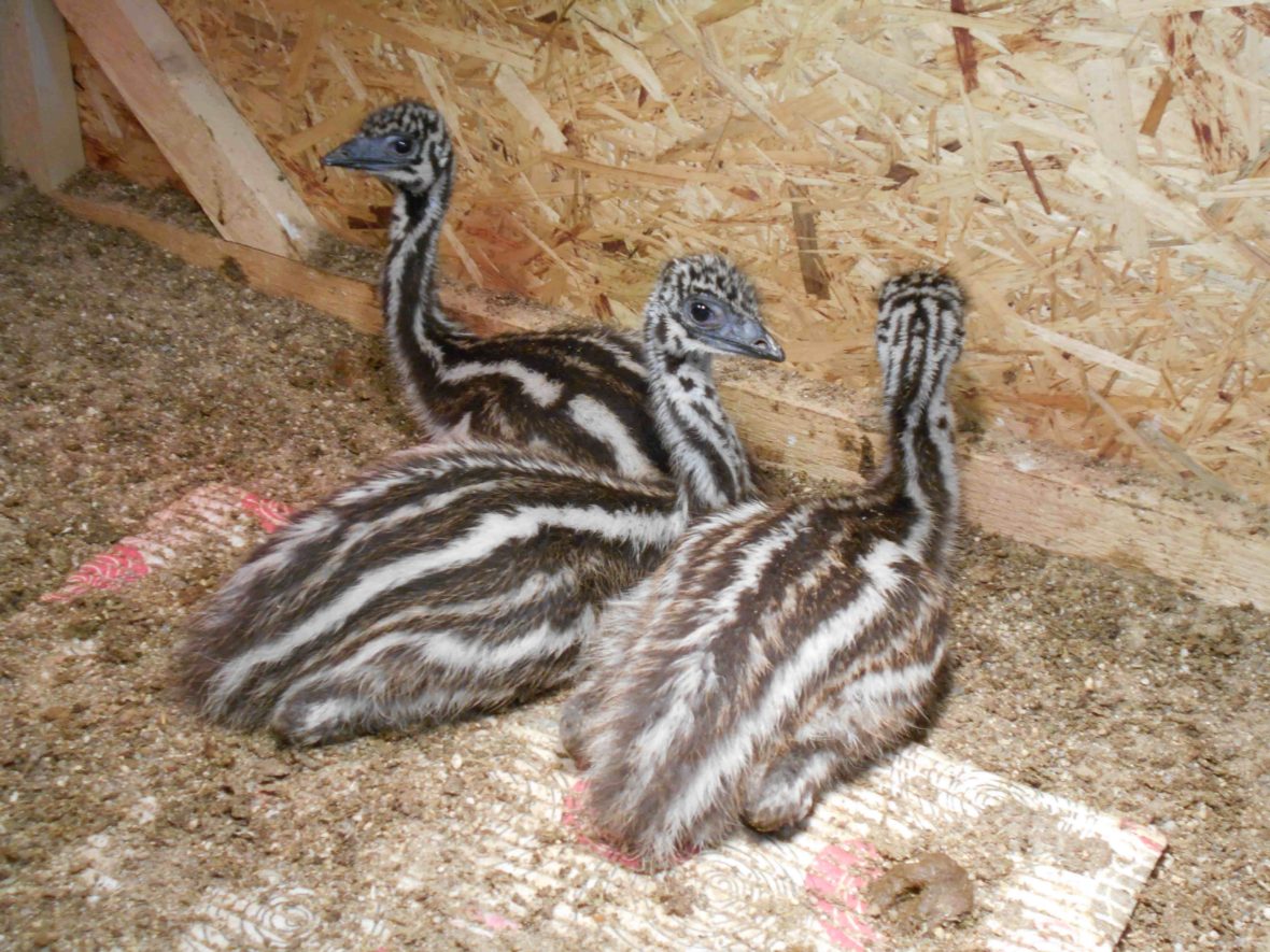 ZOO Tábor se rozrostla o šest mláďat emu hnědého, další vejce jsou v ...
